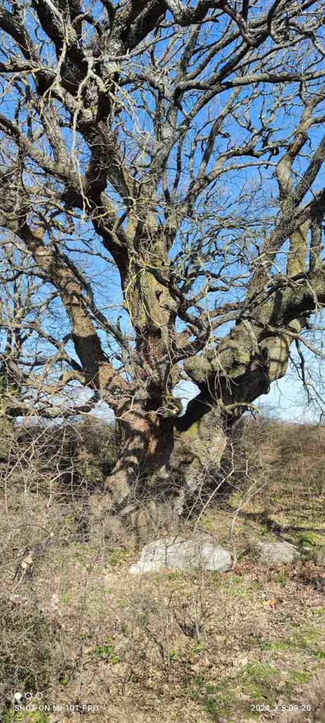 Basilicata: 3 bellissime roverelle secolari sono entrate nel nuovo ...